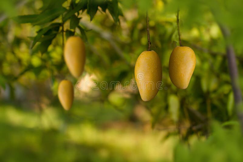 Ripe Mango Tropical Fruit Hanging on Tree at Farm. Stock Image - Image ...