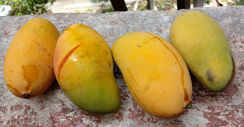 Ripe Mango. Yellow Mango is Placed on a Cement Bench Stock Image ...