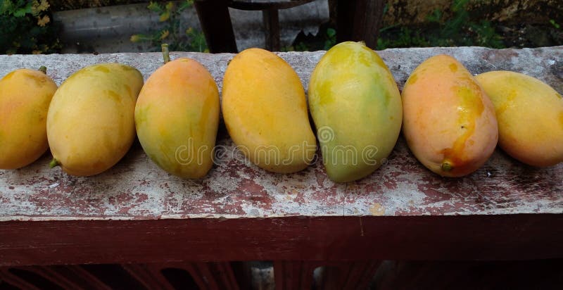 Ripe Mango. Yellow Mango is Placed on a Cement Bench Stock Image ...