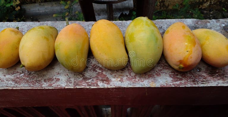Ripe Mango. Yellow Mango is Placed on a Cement Bench Stock Image ...