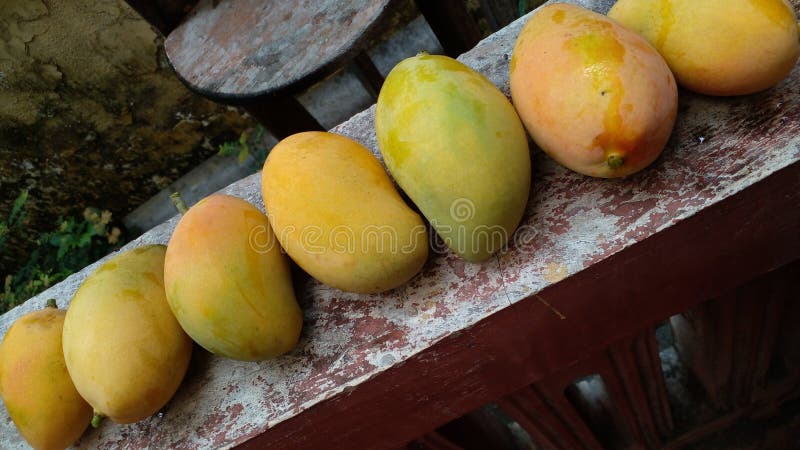 Ripe Mango. Yellow Mango is Placed on a Cement Bench Stock Image ...