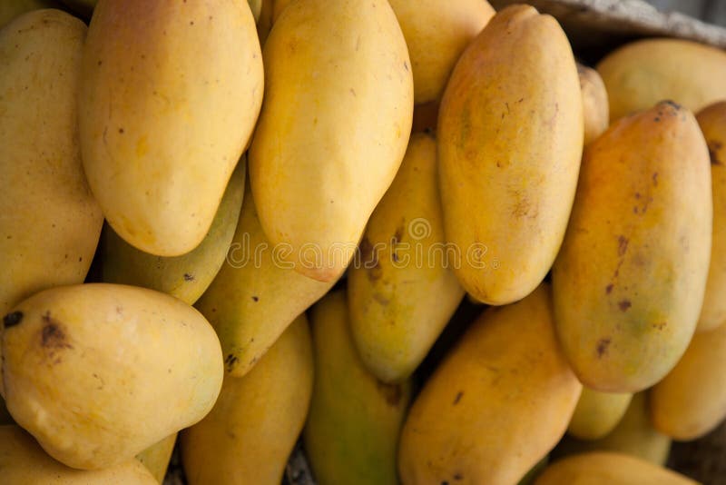 Ripe mangoes. stock image. Image of healthy, nature, object - 27113735