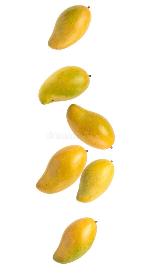 Ripe Mangoes Dropping Dynamically Against Transparent Backdrop ...