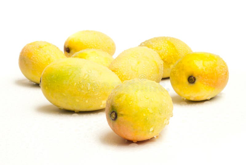 Ripe mangoes stock photo. Image of mangoes, nature, hanging - 30469630