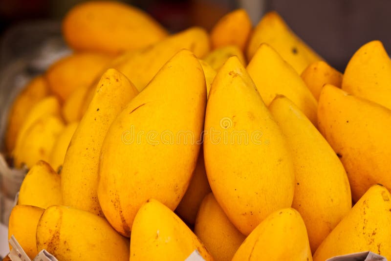 Ripe mangoes stock image. Image of pretty, fashion, ripe - 35314371
