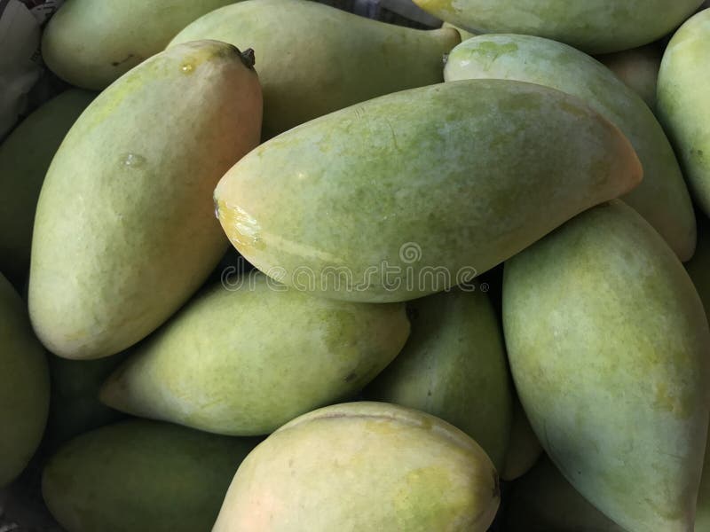 Ripe mangoes stock image. Image of argriculture, food - 97565893