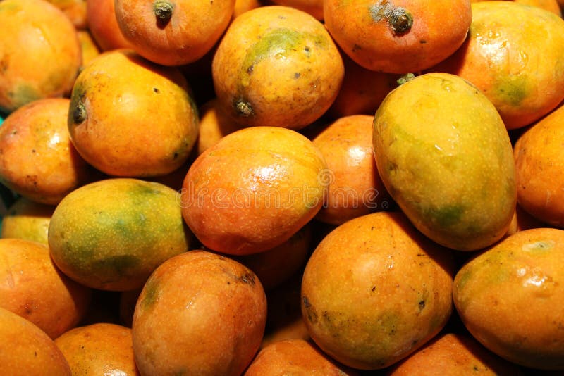Mangoes stock photo. Image of fruits, food, sweet, origin - 20986378