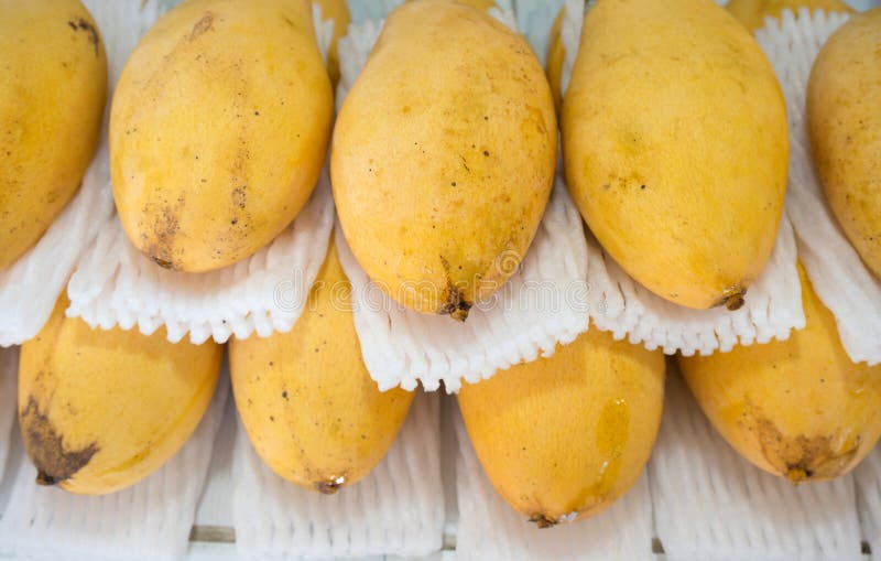 Ripe mangoes stock image. Image of food, mango, sweet - 46161549