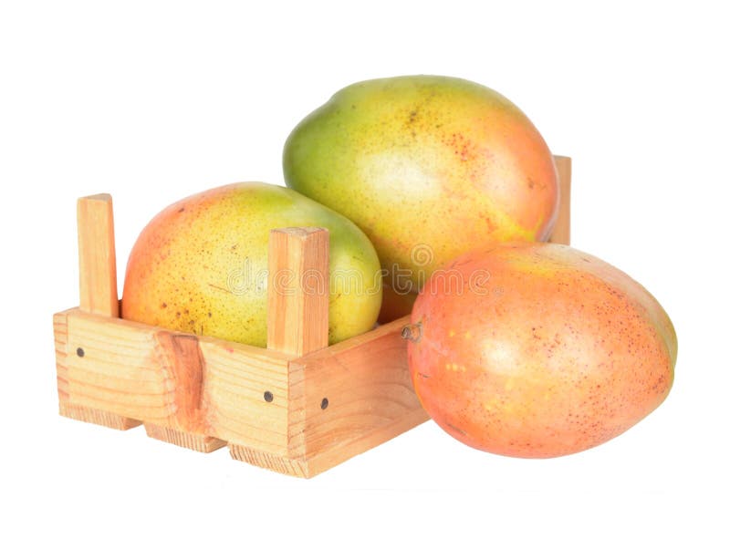 Ripe mangoes stock image. Image of tropical, fresh, vitamin - 142359509