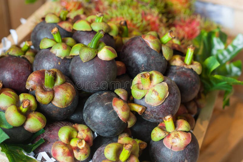 Ripe Mangosteen, the Mangosteen is a Queen of Fruit. Stock Image ...