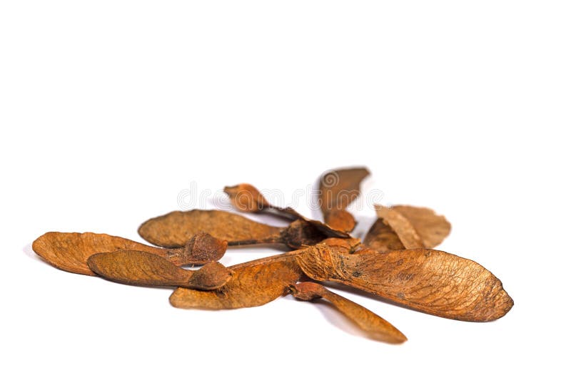 Ripe Maple Seed Against White Background Stock Image - Image of plant ...