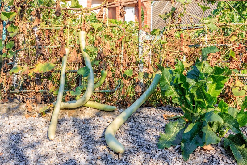 Ripe Marrows Growing in Vegetable Garden at Countryside at Autumn Stock ...