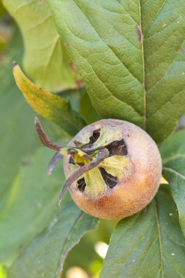 Ripe medlar fruits stock image. Image of special, medlar - 33469087