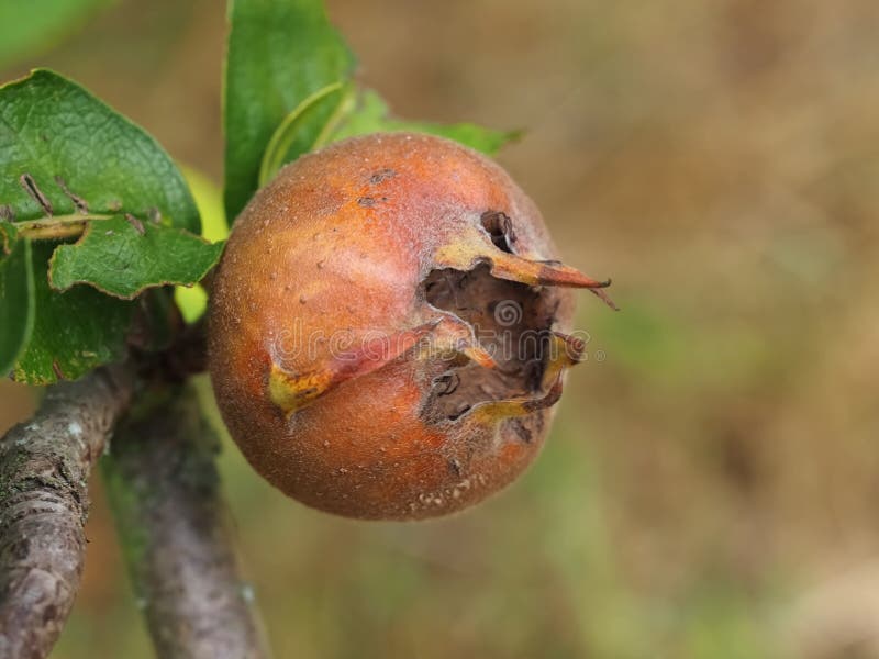 Ripe Medlar Fruit at a Medlar Tree Stock Image - Image of fall, autumn ...