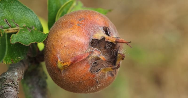 Ripe Medlar Fruit at a Medlar Tree Stock Photo - Image of closeup ...