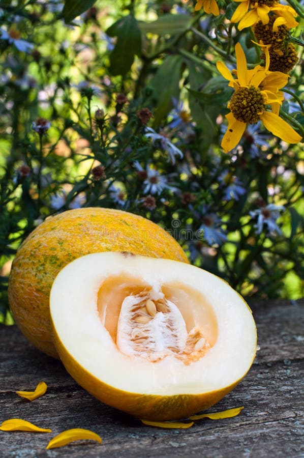 Ripe melon on table stock image. Image of home, fresh - 30320947