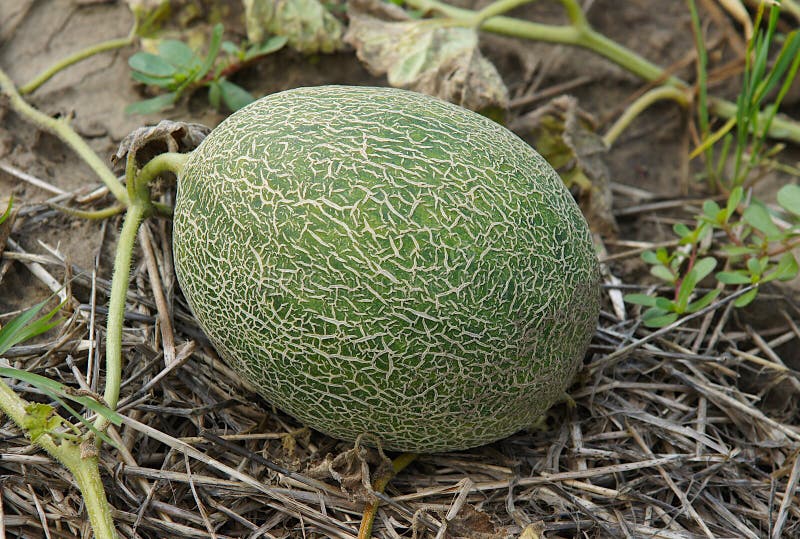 Ripe Melon on the Vegetable Bed Stock Image - Image of summer, garden ...