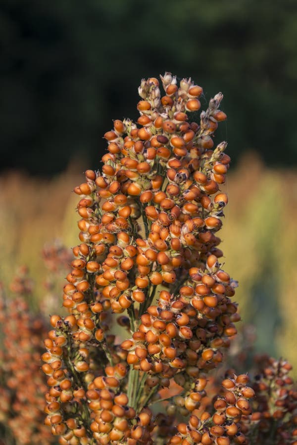 534 Milo Crop Stock Photos - Free & Royalty-Free Stock Photos from ...