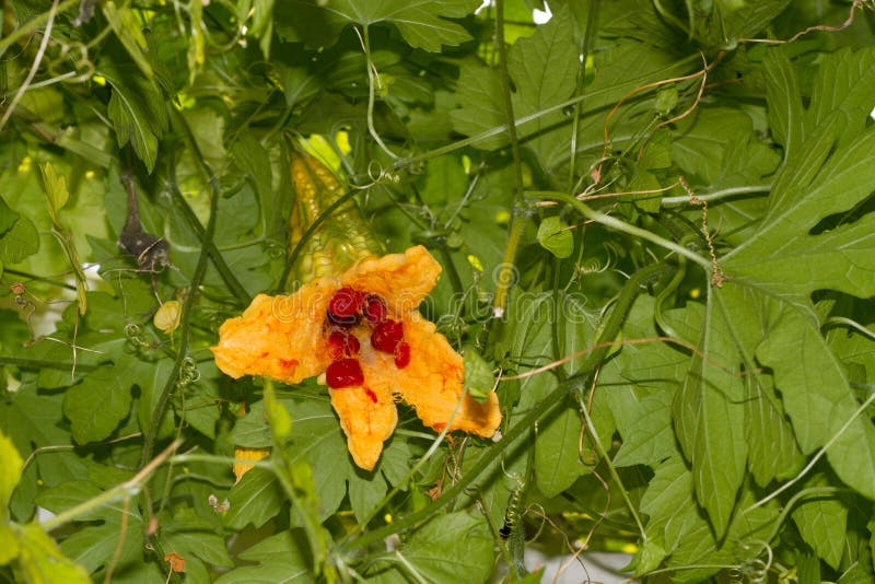 Ripe Momordica Cochinchinensis Hanging on the Vine Tree. Stock Photo ...