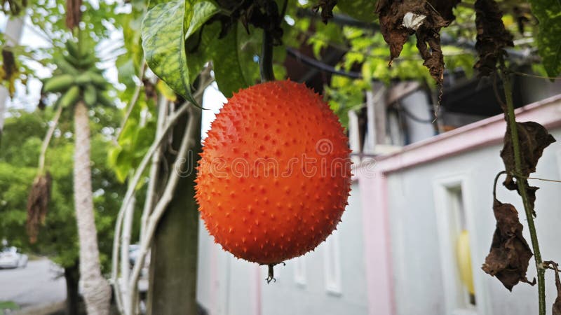 Ripe Momordica Cochinchinensis Hanging on the Vine Tree. Stock Photo ...