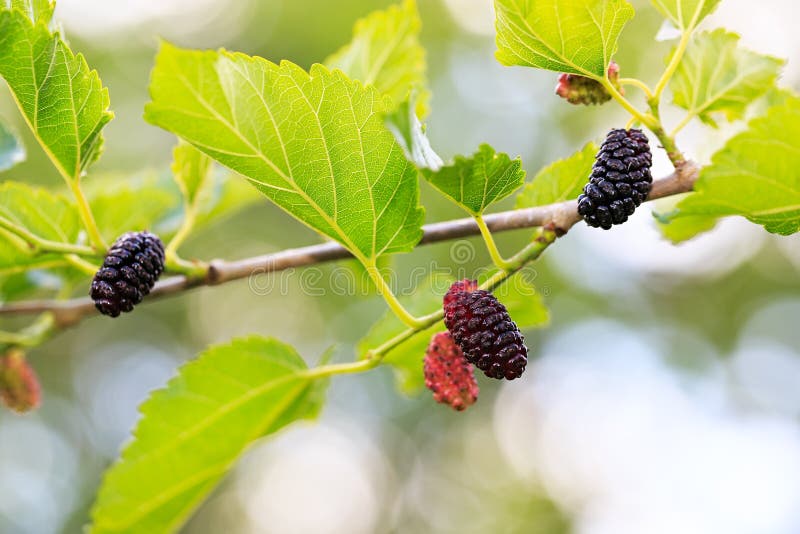 Ripe Mulberries in Green Foliage Stock Photo - Image of foliage ...