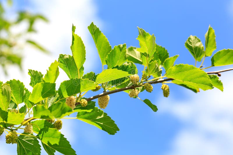 Ripe Mulberries in Green Foliage Stock Image - Image of bushes ...