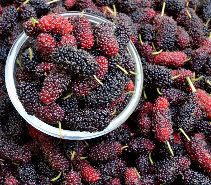 Ripe mulberry. stock photo. Image of ingredient, dark - 218804606
