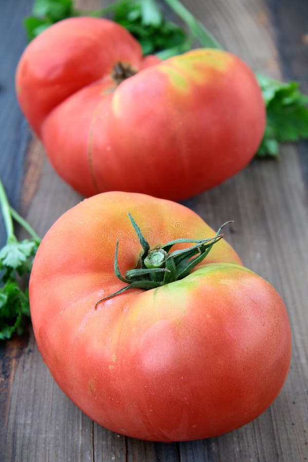 Ripe Natural Tomatoes Large Size Stock Image - Image of meal ...