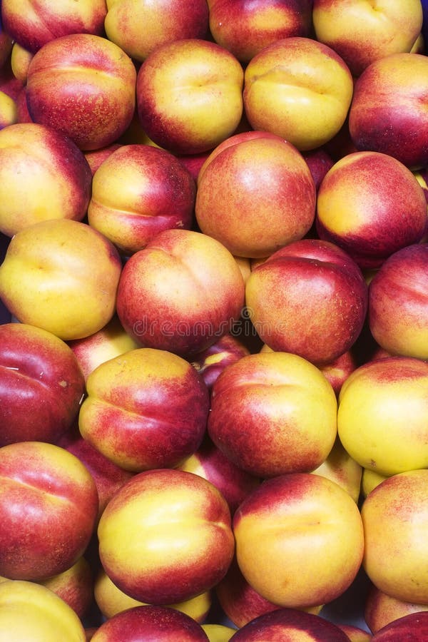 Ripe nectarines stock photo. Image of smooth, nectarines - 10909628