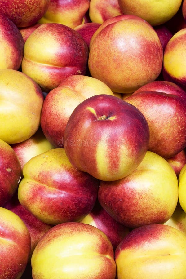 Ripe nectarines stock photo. Image of ecology, ingredient - 10909682