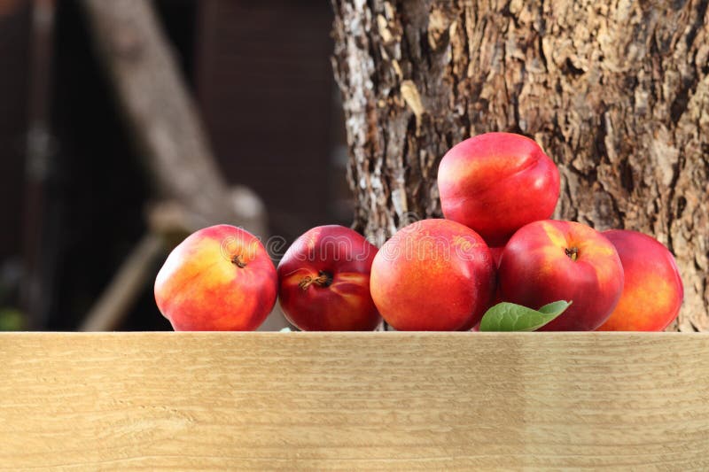 Ripe nectarines stock photo. Image of nature, eating - 16983104