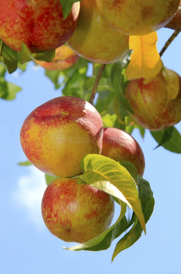 Nectarines Tree Load of Red Ripe Fruits Ready To Harvest at Front Yard ...