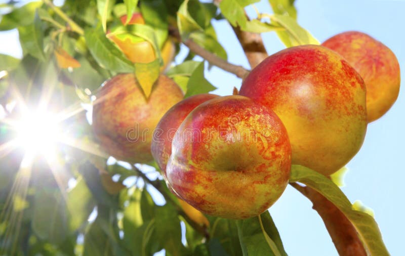Nectarines Tree Load of Red Ripe Fruits Ready To Harvest at Front Yard ...