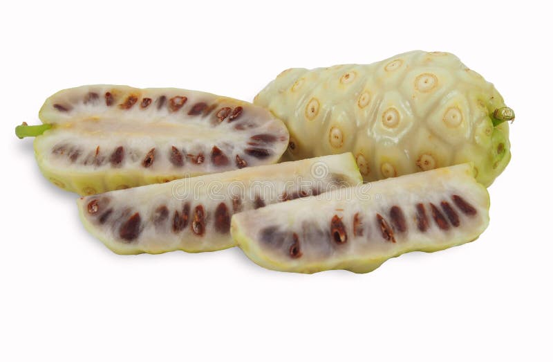 Noni stock photo. Image of noni, fresh, fruit, stem, morinda - 44420222