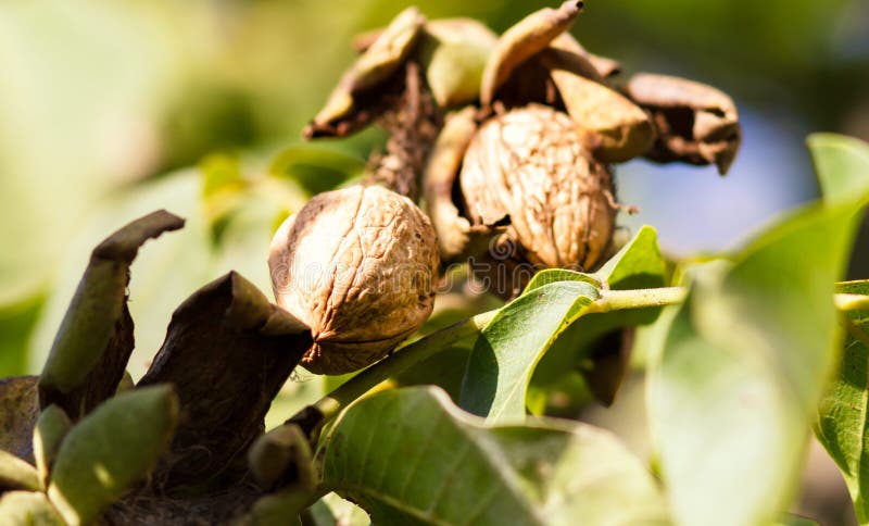 Ripe nuts of a Walnut tree stock photo. Image of tree - 79503454
