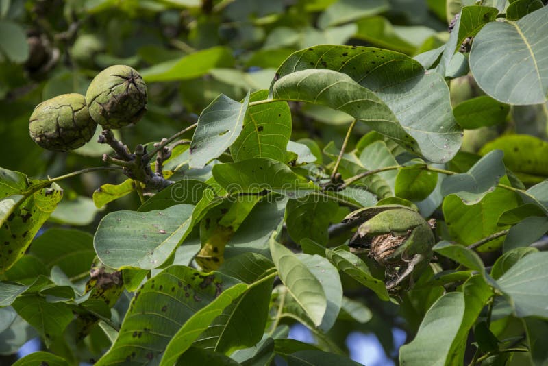Ripe nuts walnut tree stock photo. Image of crop, harvest - 78843778