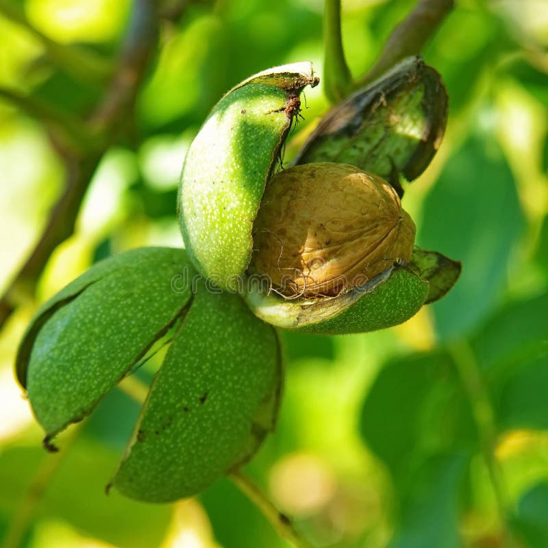 Ripe Nuts of a Walnut Tree 2 Stock Photo - Image of full, closeup: 60300616