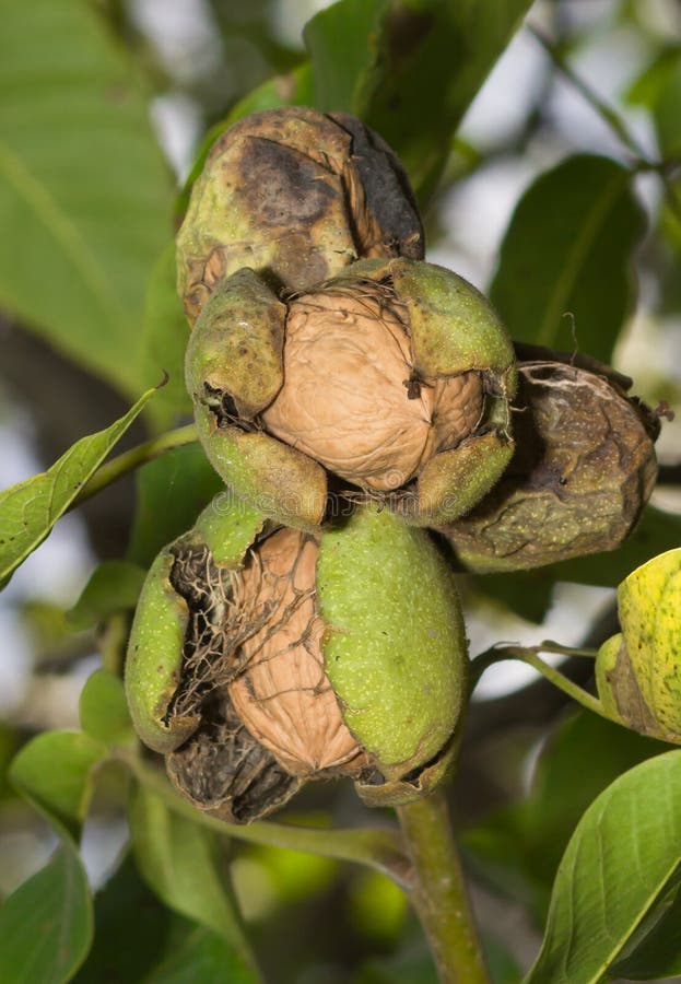 Ripe nuts of a Walnut tree stock photo. Image of branch - 60397110