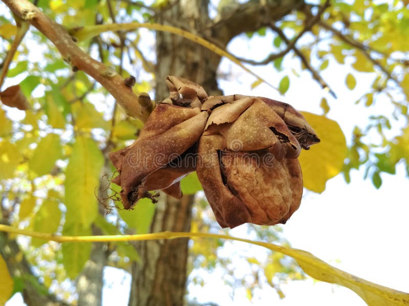 Ripe Nuts of a Walnut Tree. Yellow Walnut Leaves Stock Photo - Image of ...