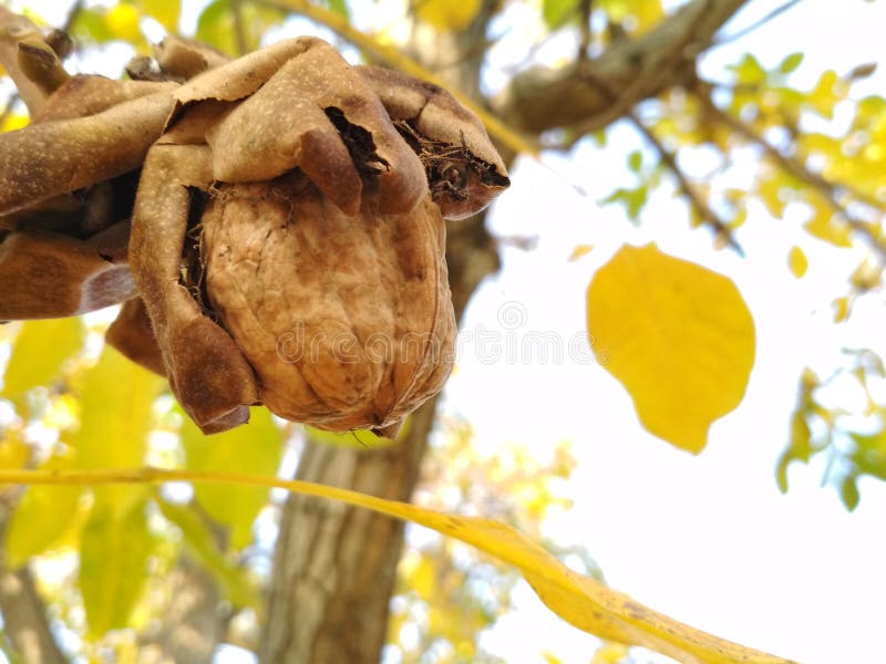 Ripe Nuts of a Walnut Tree. Yellow Walnut Leaves Stock Photo - Image of ...