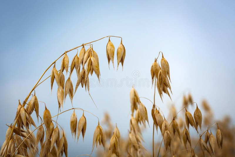 Ripe Oats in the Field Against the Sky Stock Image - Image of grain ...