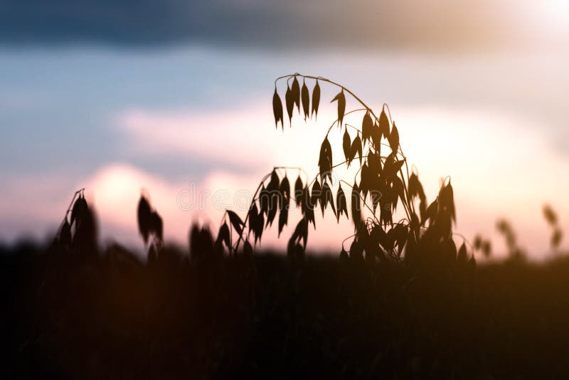 Ripe Oats in a Field at Sunset Stock Image - Image of harvest, autumn ...