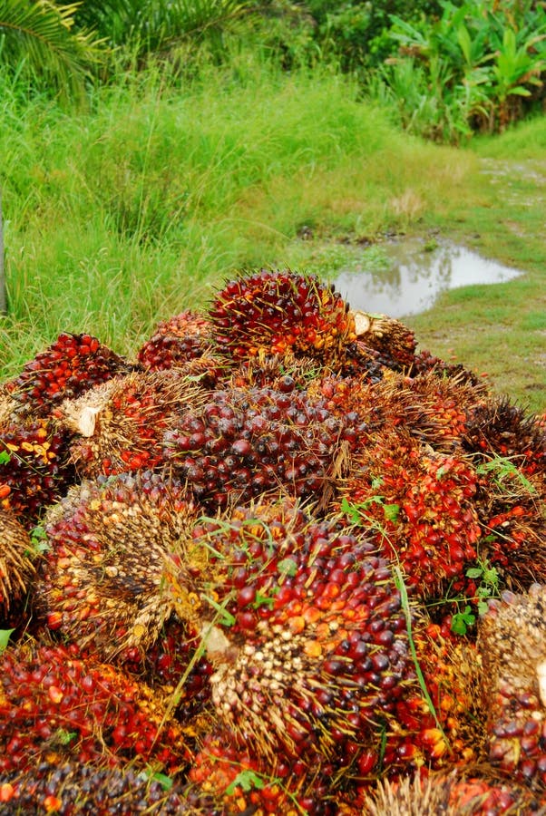 Ripe oil palm fruit bunch stock photo. Image of ripe - 26202600