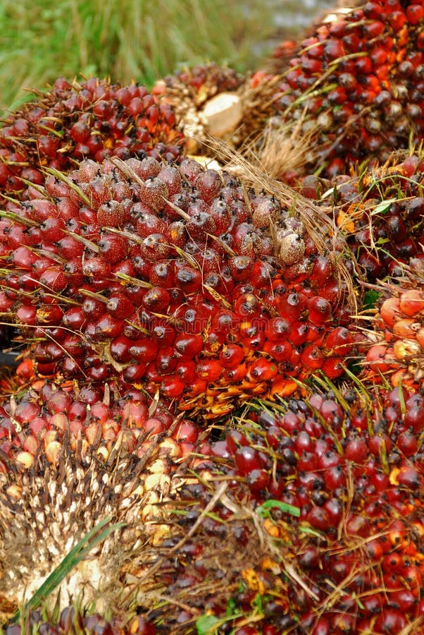 Ripe oil palm fruit sample stock image. Image of processing - 26202611