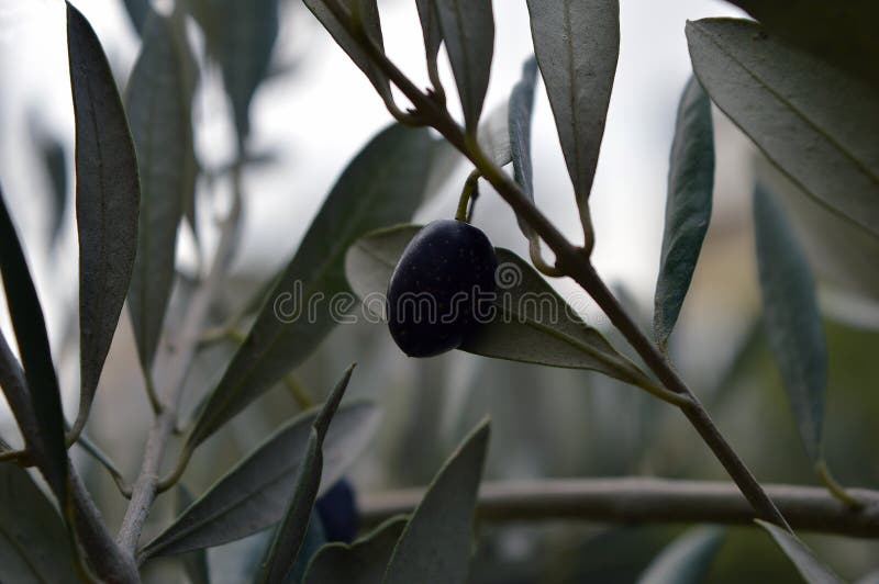 Ripe olive stock image. Image of black, macro, fresh - 49545191