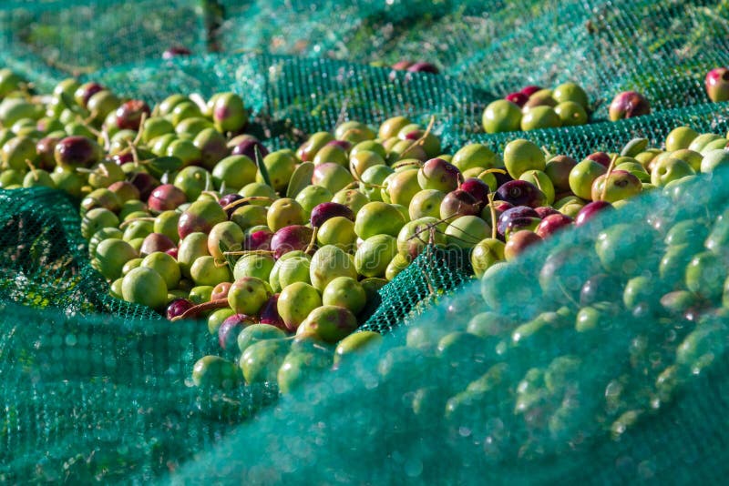 Ripe Olive Fruit on the Branch Stock Photo - Image of coastline ...