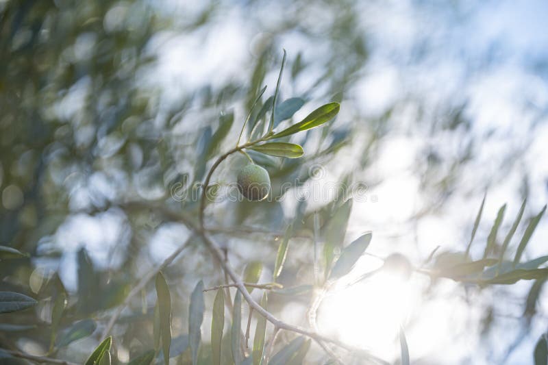 Ripe Olive Fruit Growing on an Olive Tree Stock Photo - Image of leaves ...