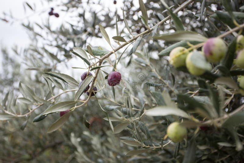Ripe Olive Fruit on the Evergreen Olive Tree Stock Photo - Image of ...