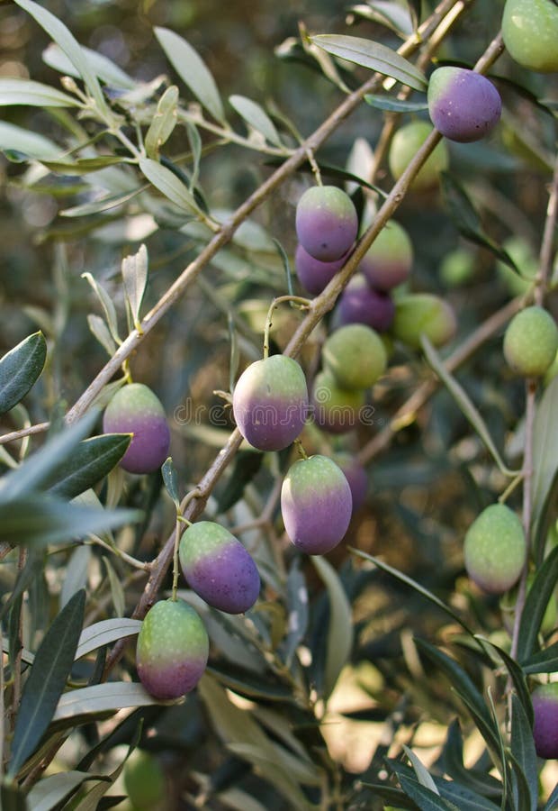 Ripe olives stock photo. Image of healthy, grow, branch - 66423144