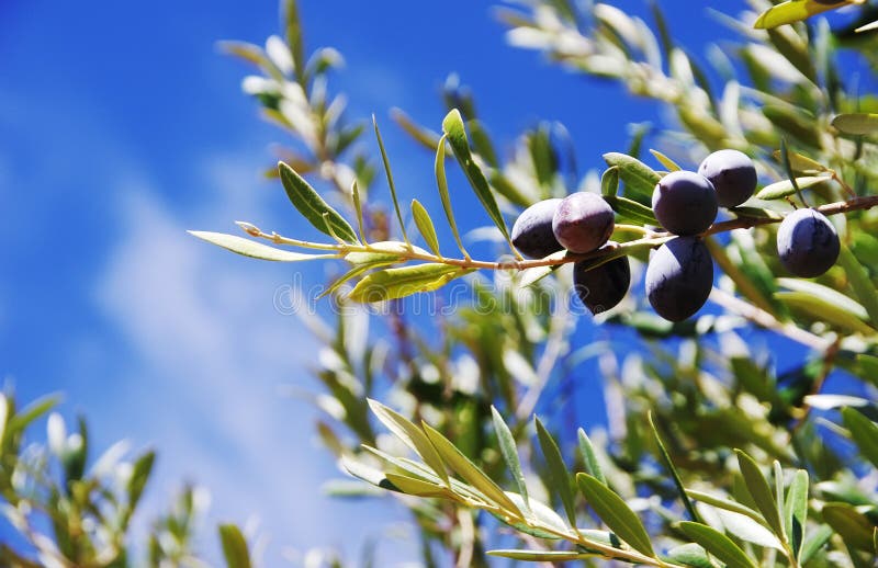 Ripe olives stock photo. Image of healthy, grow, branch - 66423144